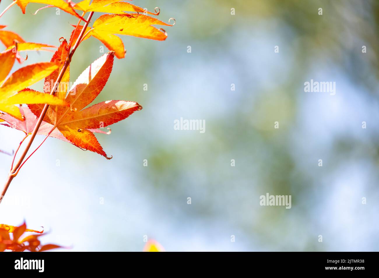 Acer japonicum, Amur maple, Japanese-maple fullmoon maple, Japan ...
