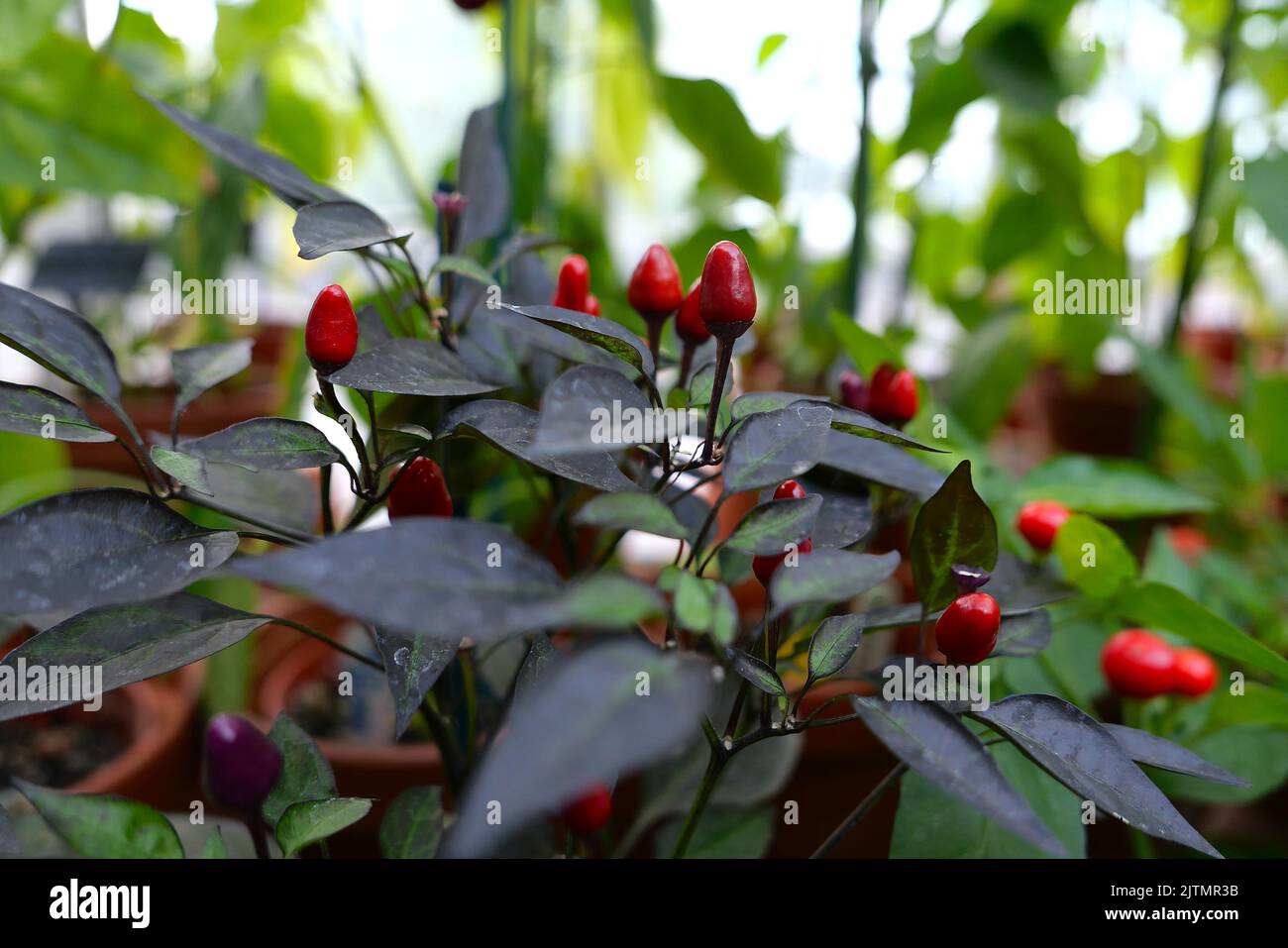 Koi tench hi-res stock photography and images - Alamy
