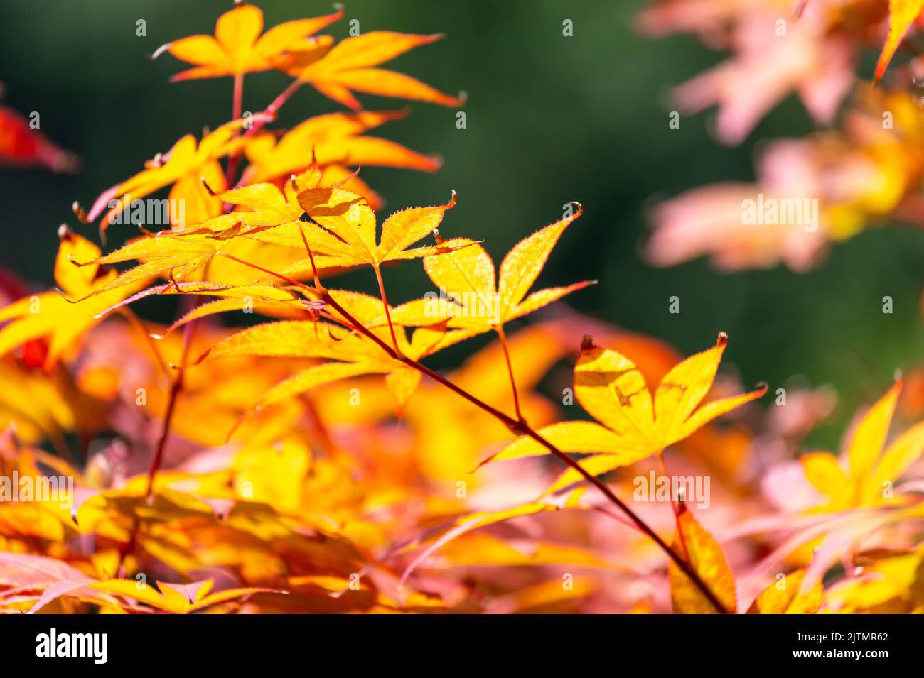 Acer japonicum, Amur maple, Japanese-maple fullmoon maple, Japan ...