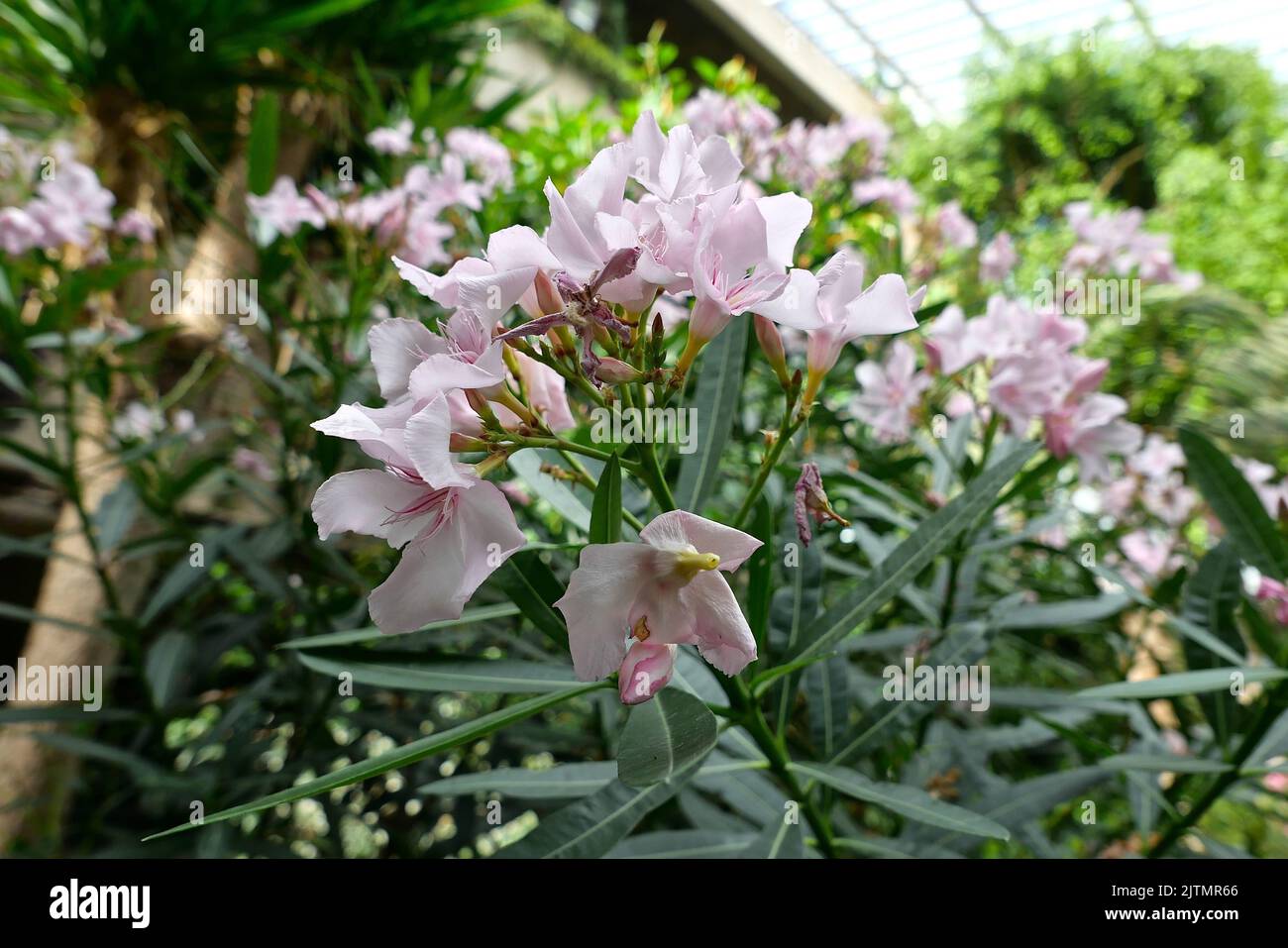 The Conservatory was designed by the Barbican’s architects Chamberlin ...