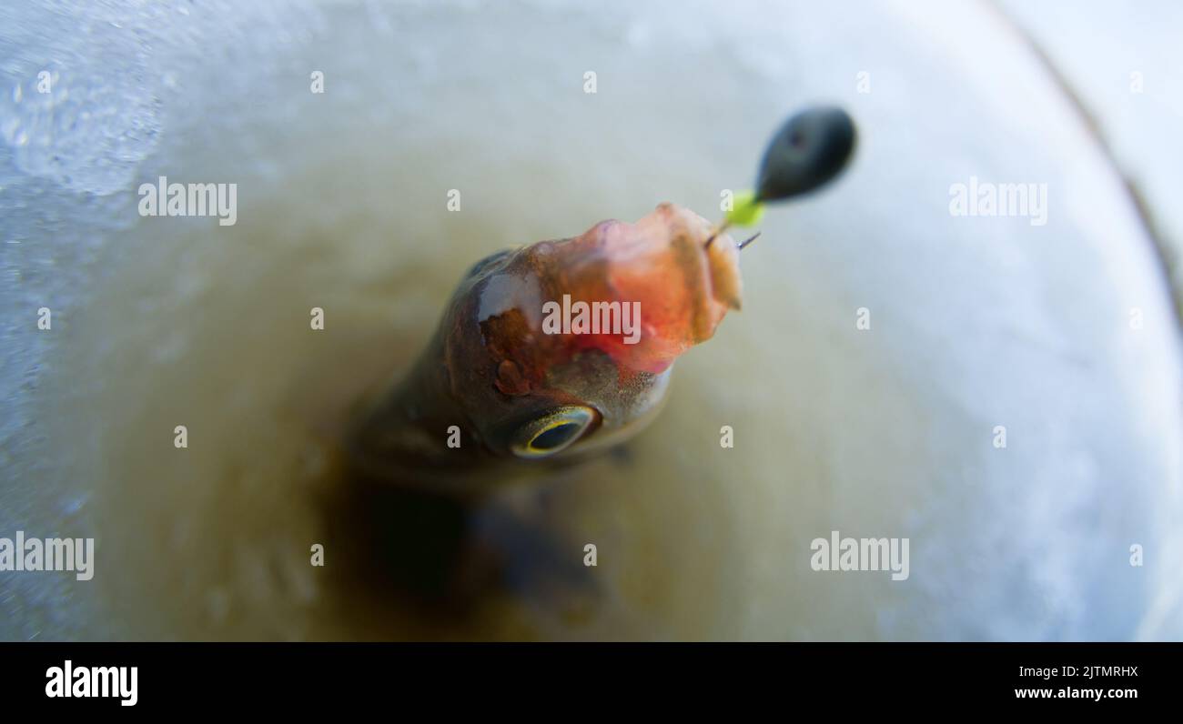 Ice recreational fishing. A picture of ruff fishing with a hole and ...