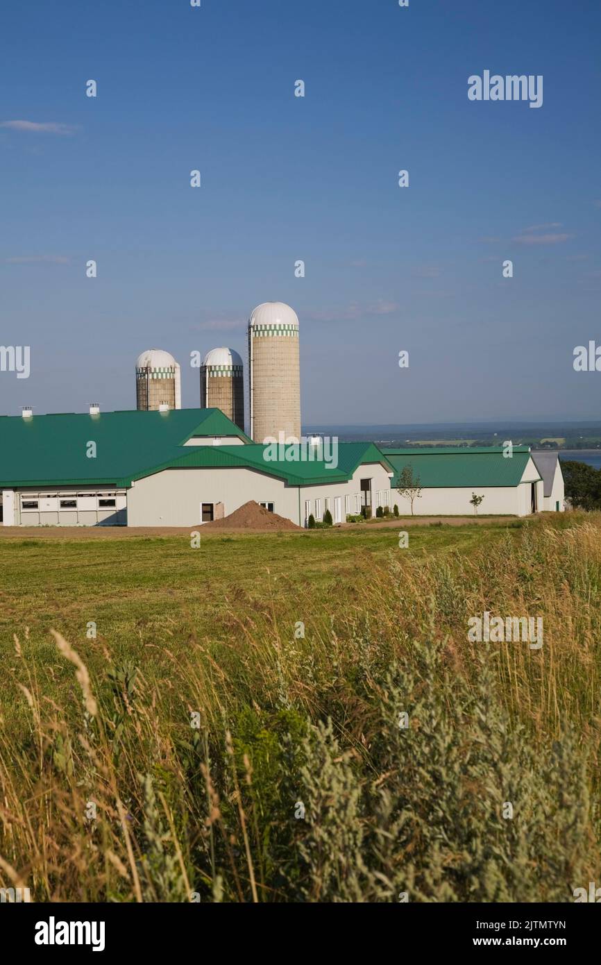 Green and white dairy farm with three grain silos in summer, Saint-Jean ...
