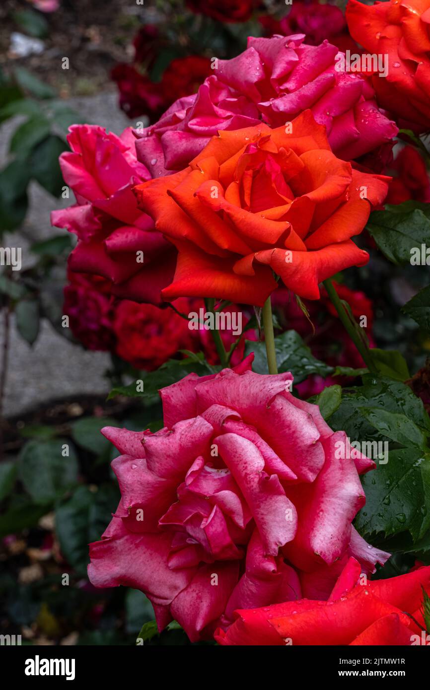 Flowers of ‘Honor’ Rose Stock Photo - Alamy