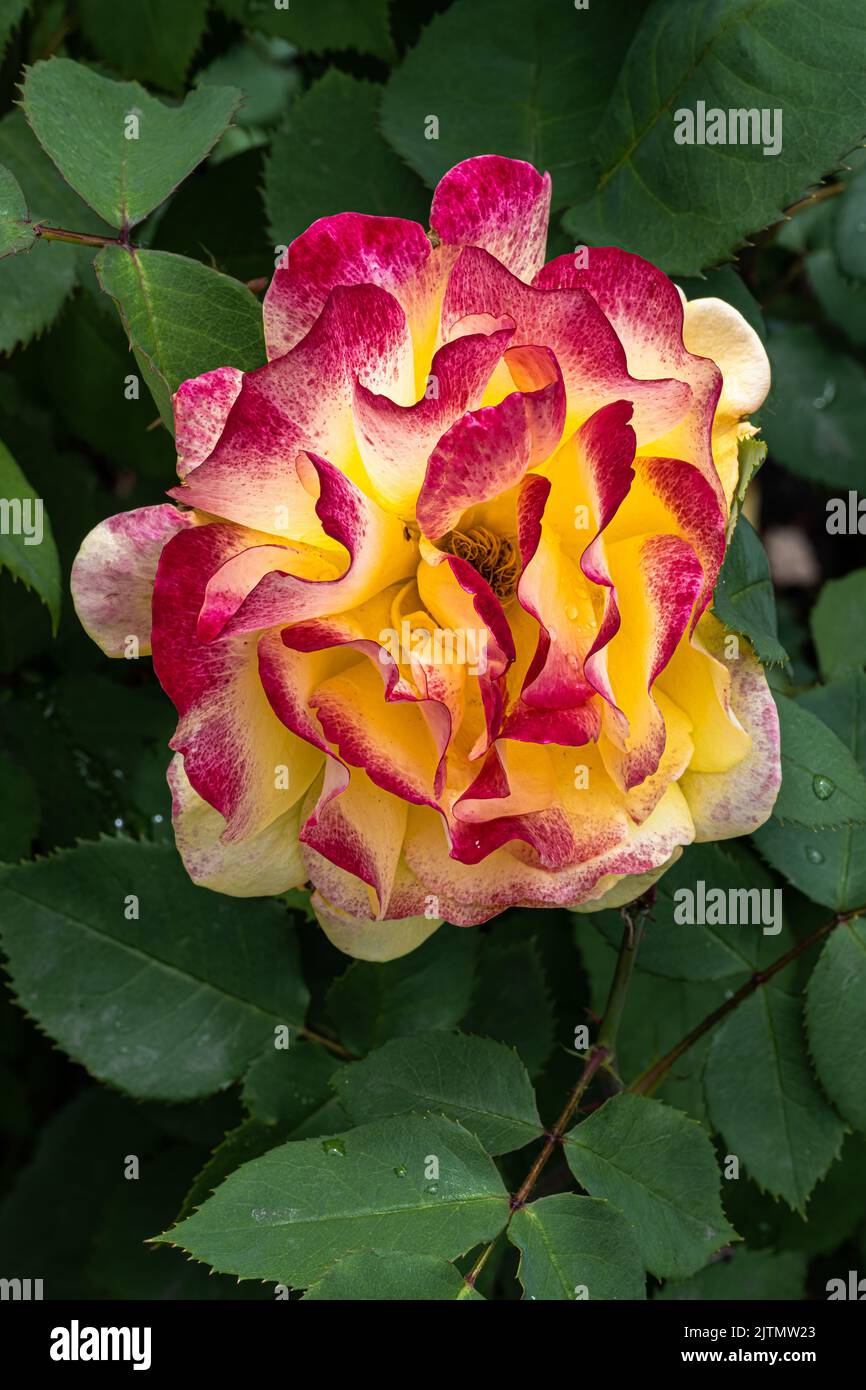Good luck rose hi-res stock photography and images - Alamy