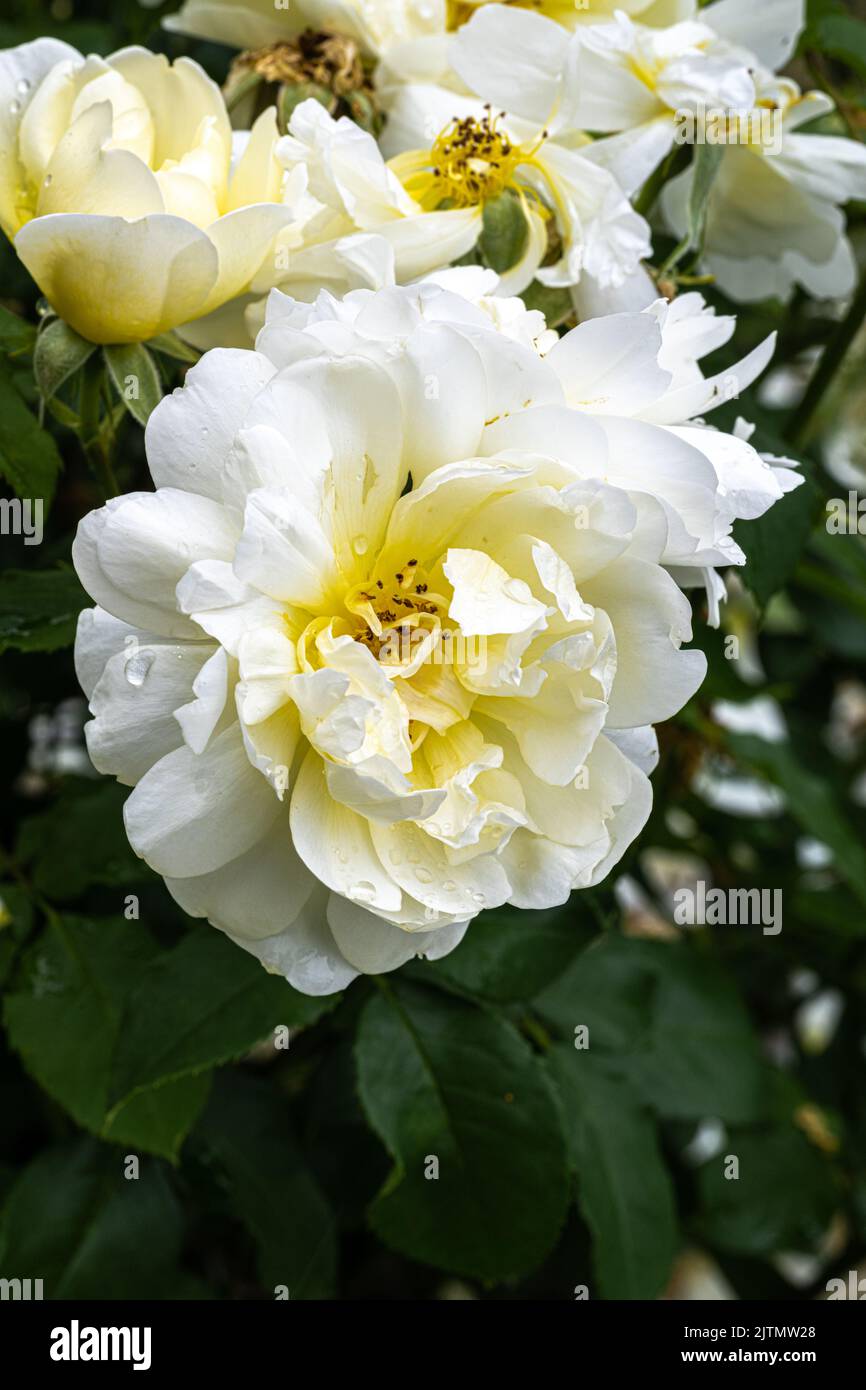Flowers of ‘Imogen’ English Rose Stock Photo - Alamy