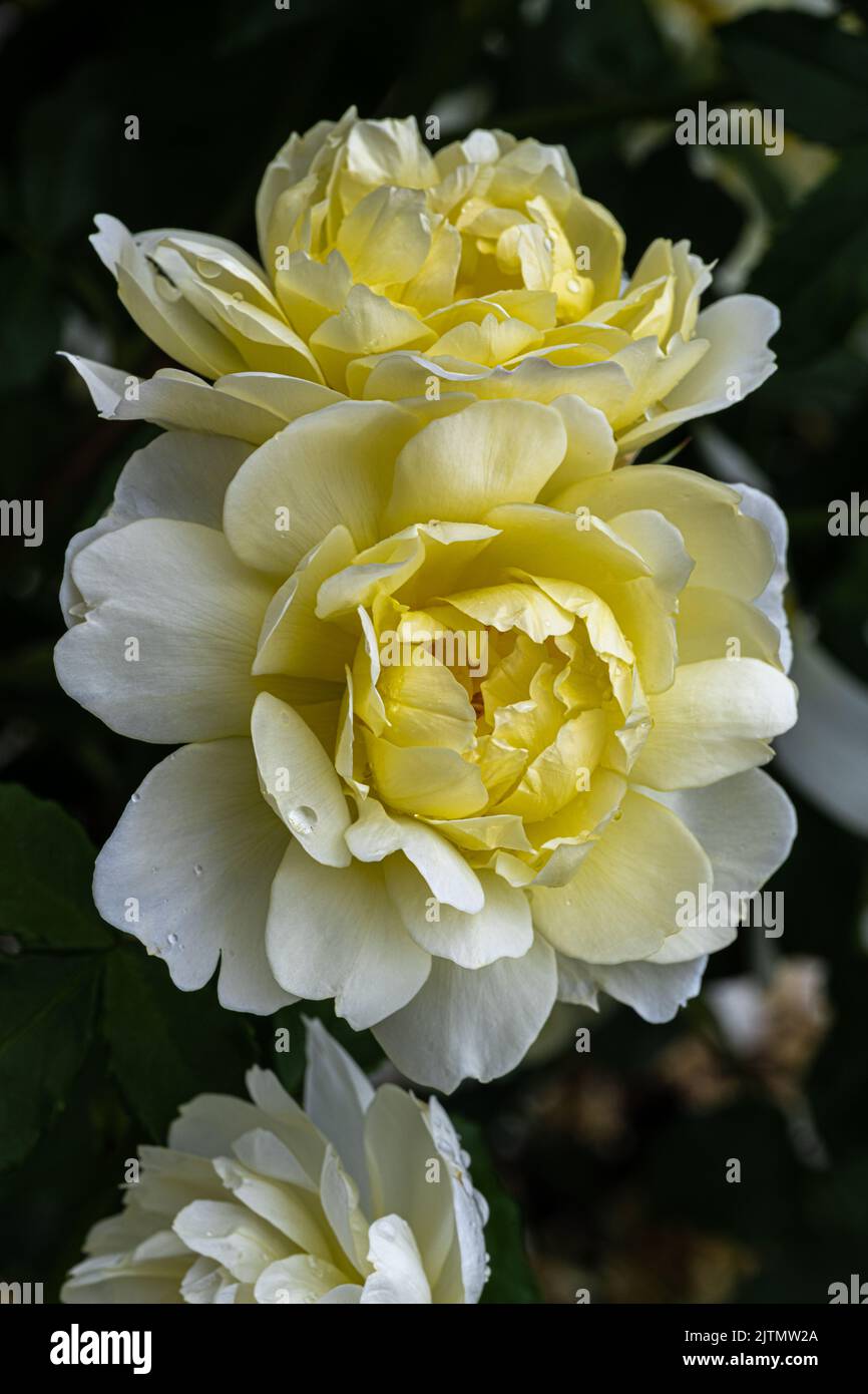 Flowers of ‘Imogen’ English Rose Stock Photo - Alamy