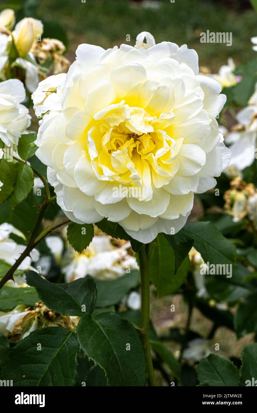 Flowers of ‘Imogen’ English Rose Stock Photo - Alamy