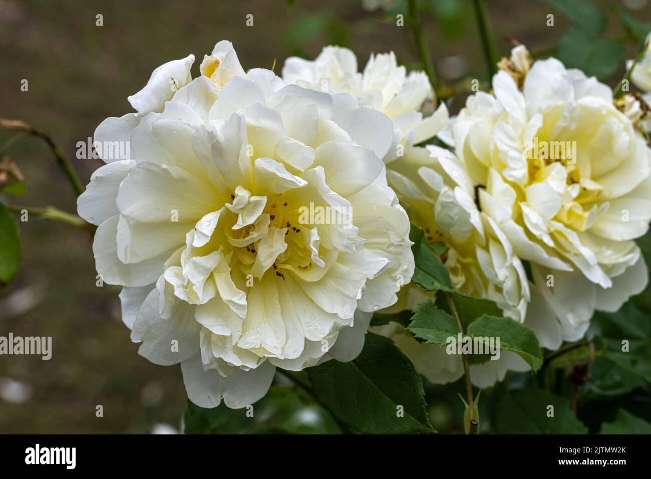 Flowers of ‘Imogen’ English Rose Stock Photo - Alamy