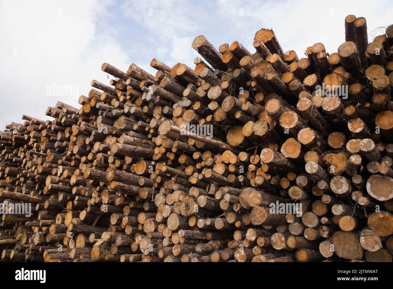 Logs stacked and sorted hi-res stock photography and images - Alamy