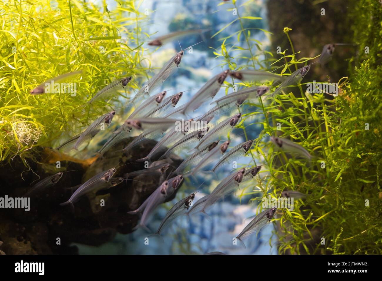 fish tank with freshwater tropical crystal catfishes Stock Photo - Alamy