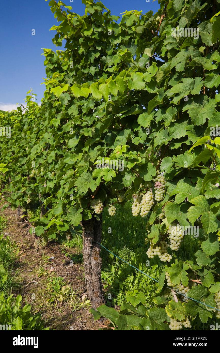 Grapevine plantation in late summer, Heilbronn, Germany Stock Photo - Alamy