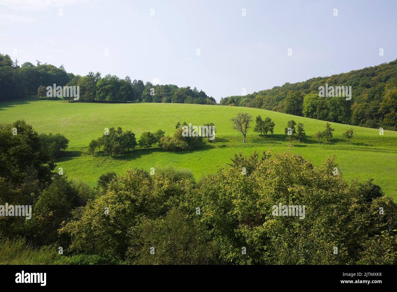Grazing pasture on a hillside in summer, Wurttemberg, Germany Stock ...