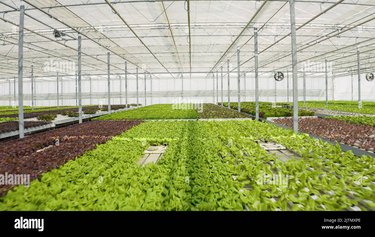 Hydroponic enviroment in greenhouse with ventilation system with big ...