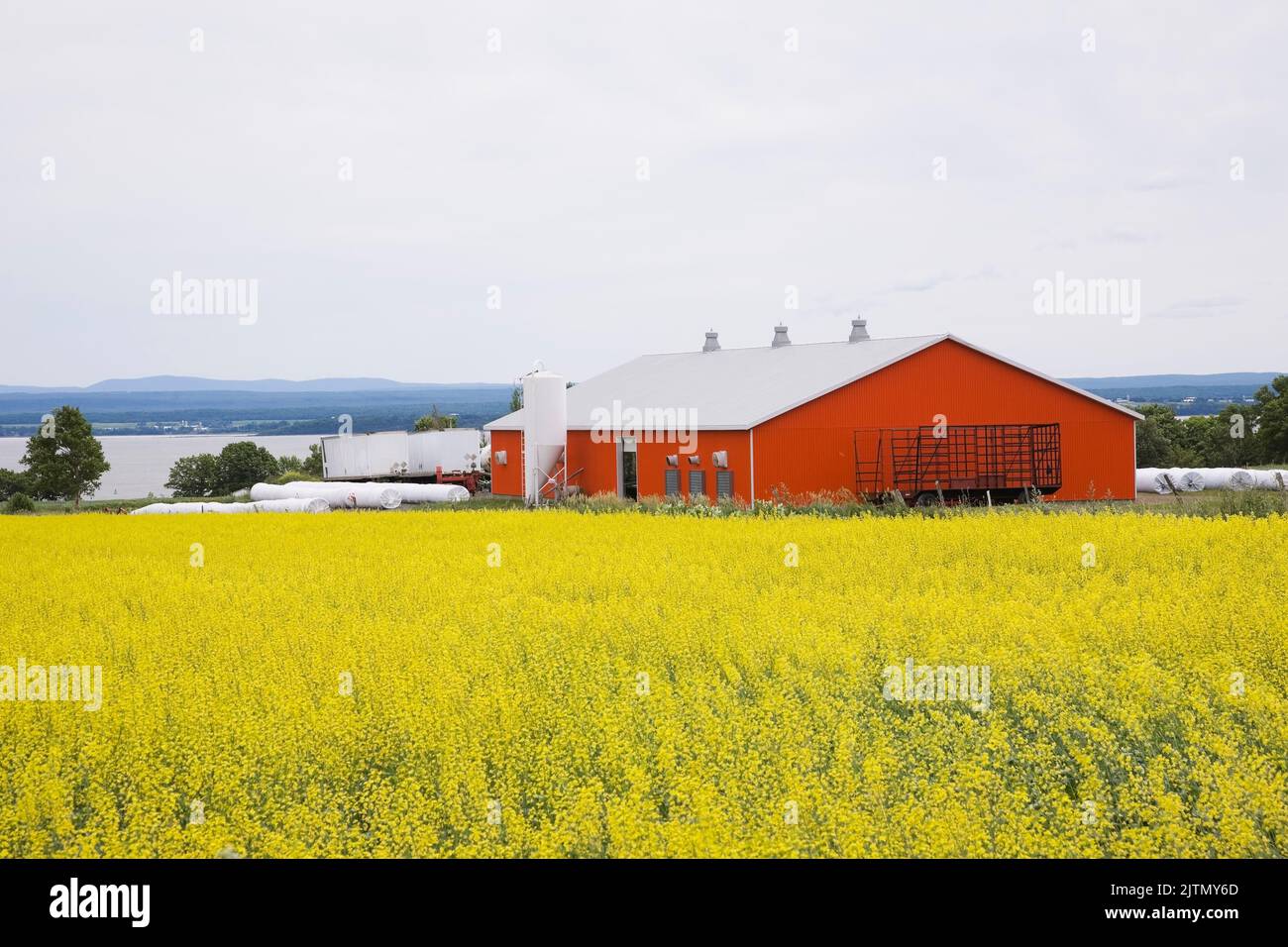 Orange barn in field of yellow canola, Saint-Jean, Ile d'Orleans ...