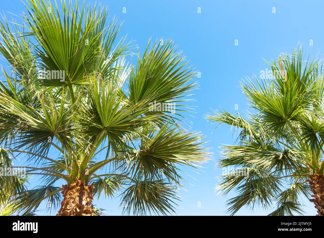 Green palm tree on blue sky background. horizontal photo. Summer ...