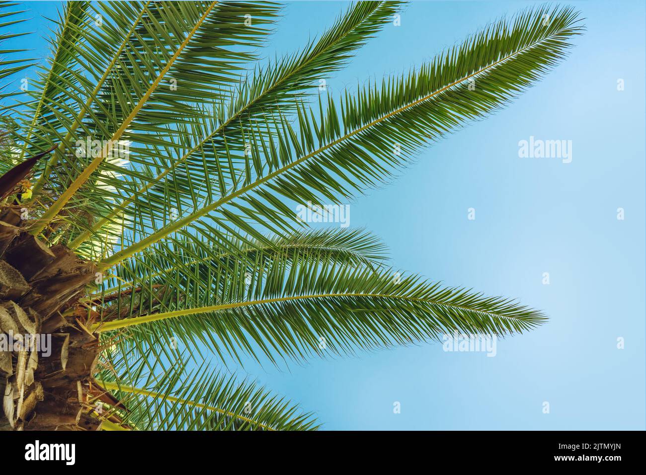 Green palm tree on blue sky background. horizontal photo. Summer ...