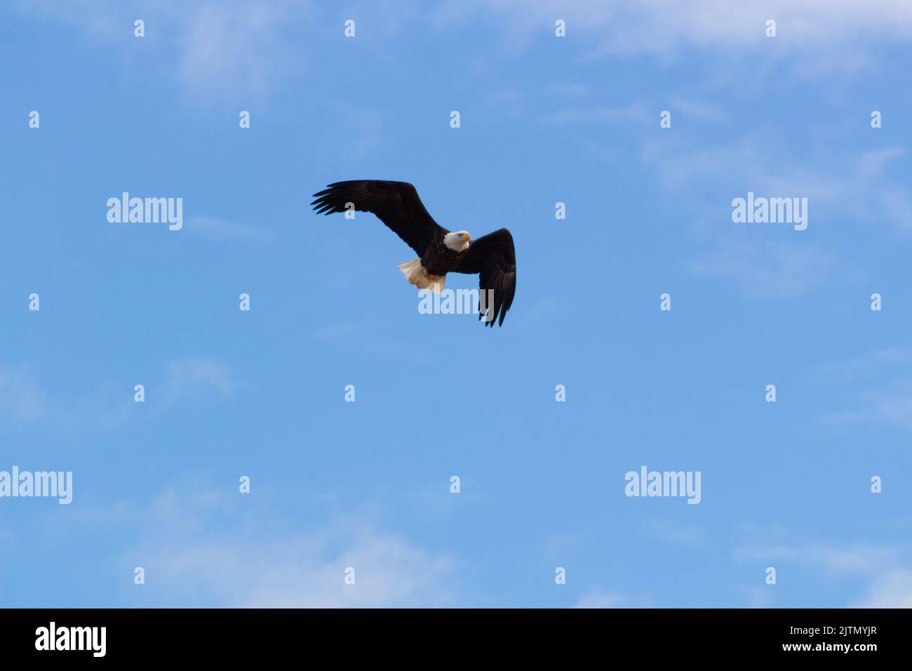 A bald eagle soaring through the sky Stock Photo - Alamy