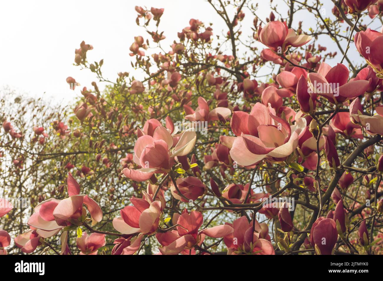 Beautiful blooming magnolia tree with pink flowers. Close up magnolia ...