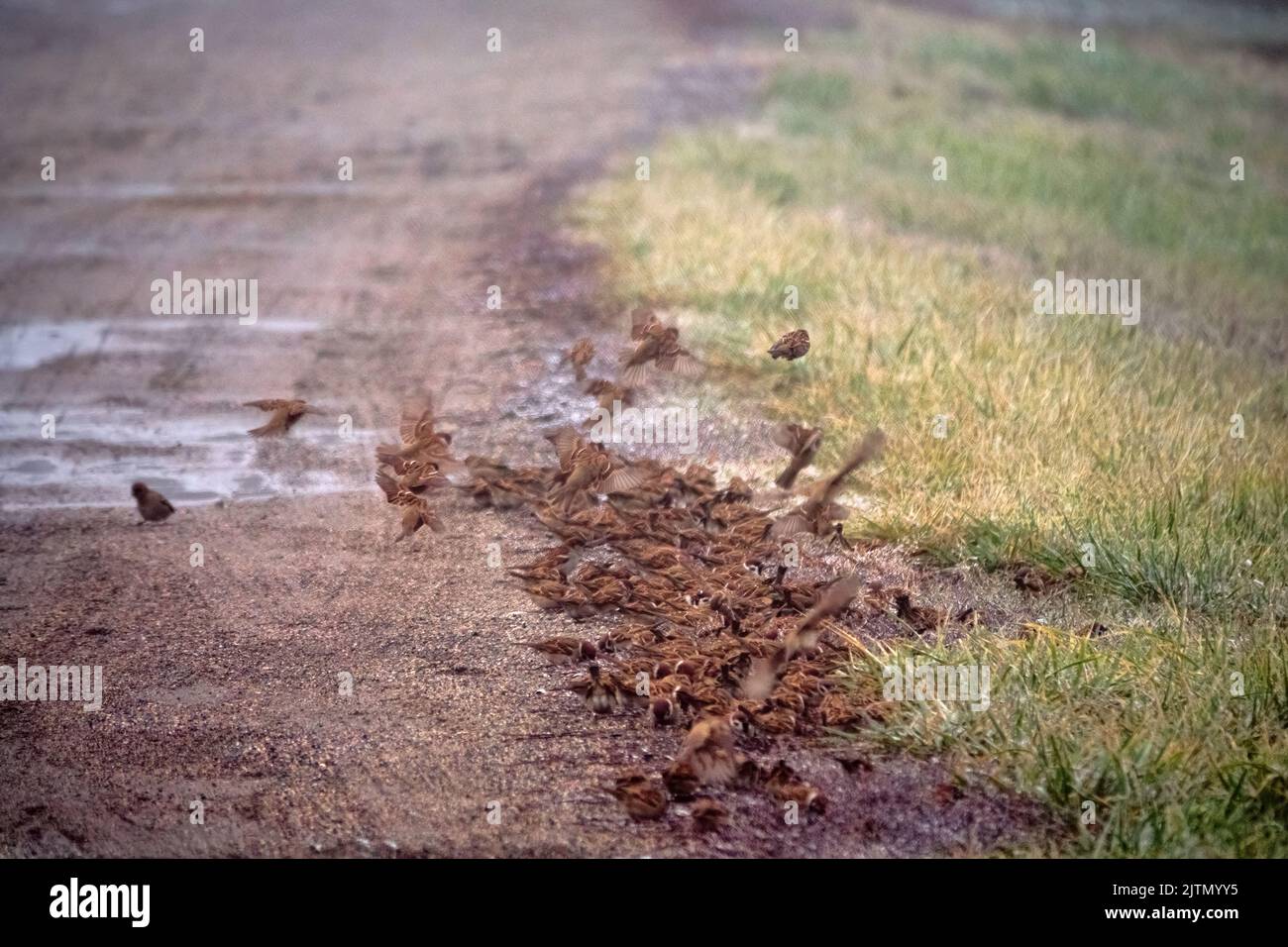 Sparrow bird flutter hi-res stock photography and images - Alamy