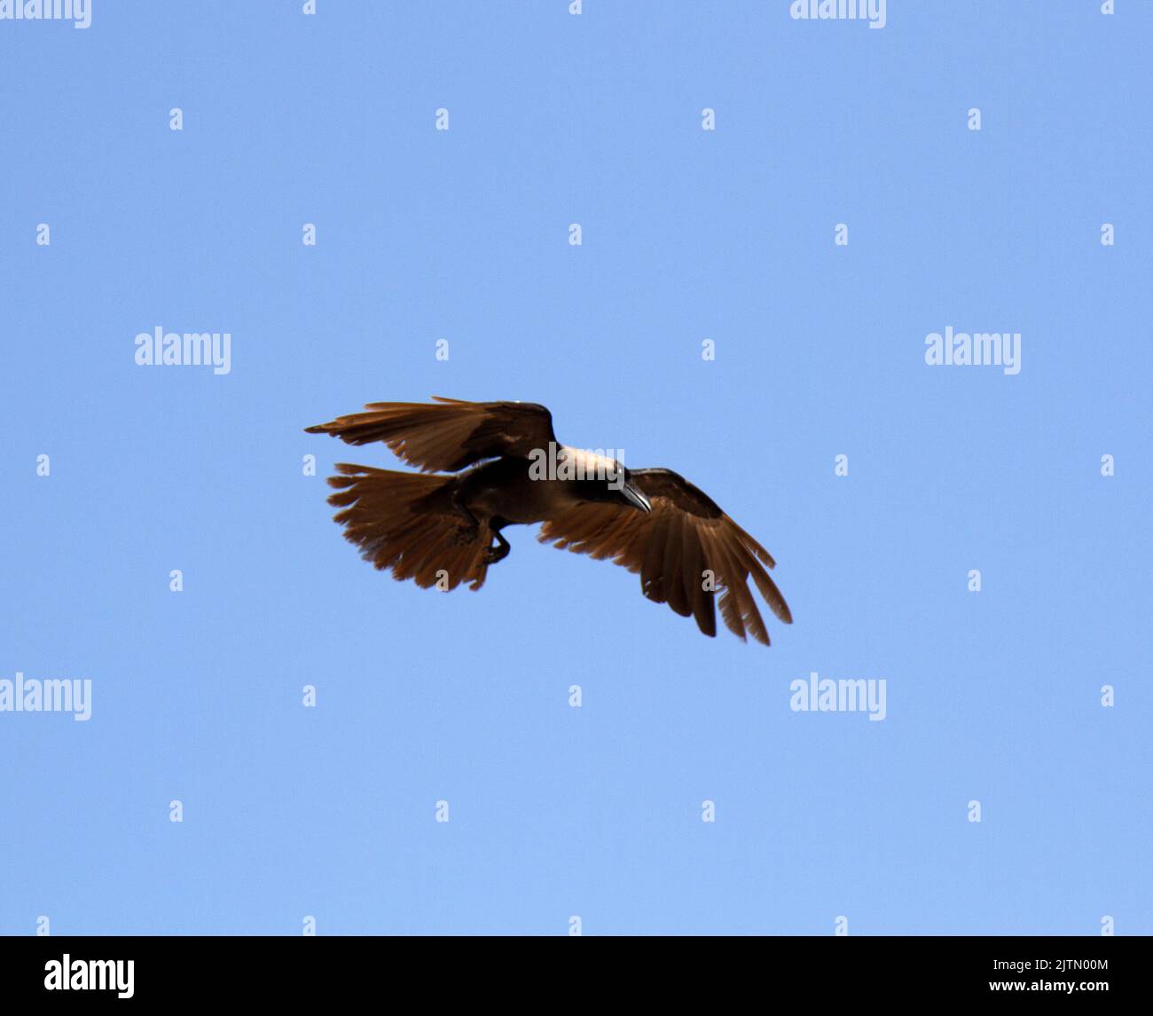 Indian Glossy Black Raven, House crow (Corvus splendens) in cities of ...
