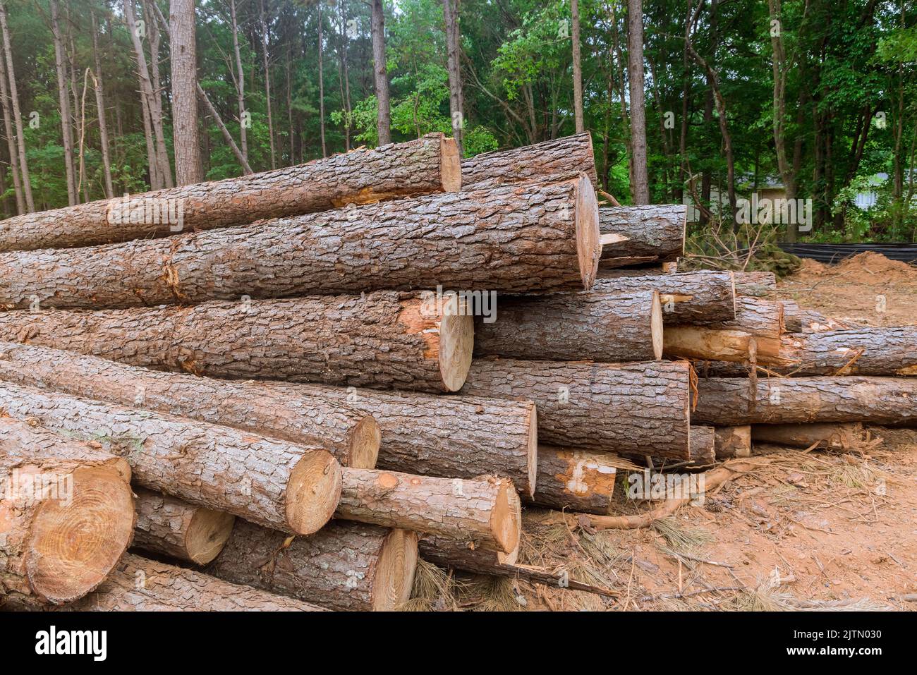Pile of wood large logs in the forest Stock Photo - Alamy