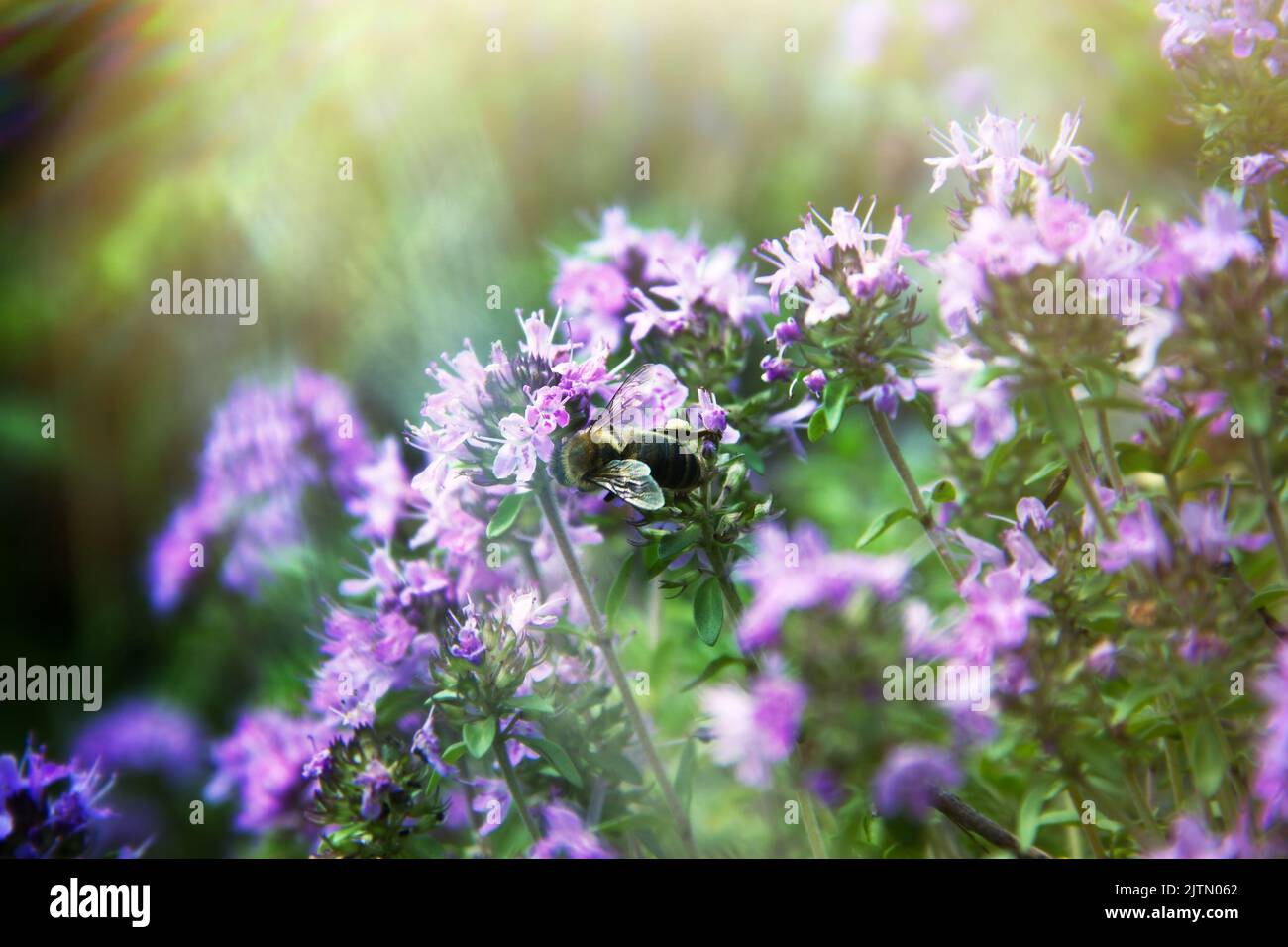 Curtain of flowering Thyme (Thymus serpyllum) and bee collects nectar ...