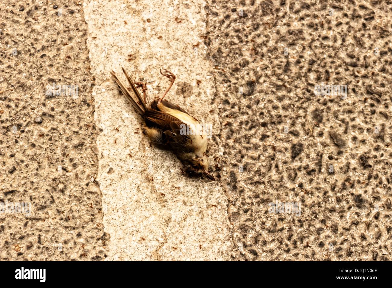 Small bird died, which is eaten by ants. Eaters of corpses, saprophytes ...