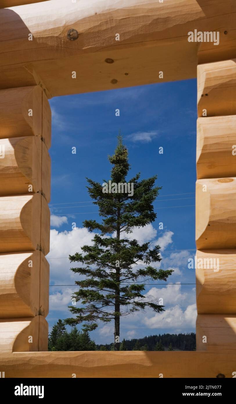 Window opening on unfinished Scandinavian Eastern white pine log cabin ...