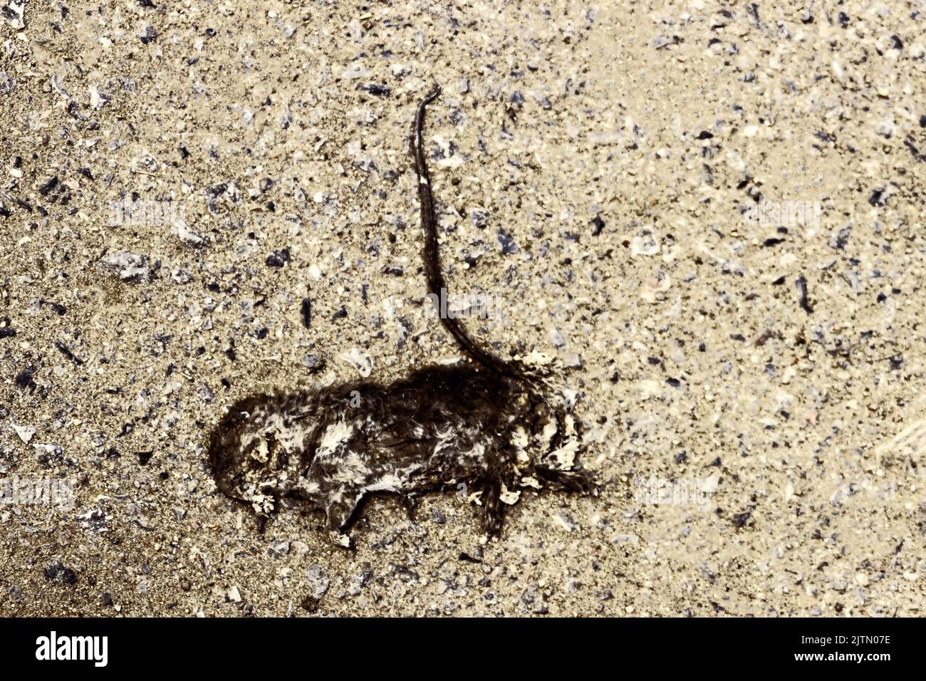 Cars kill animals on the roads. A rat or shrew hit by a car. Thailand ...