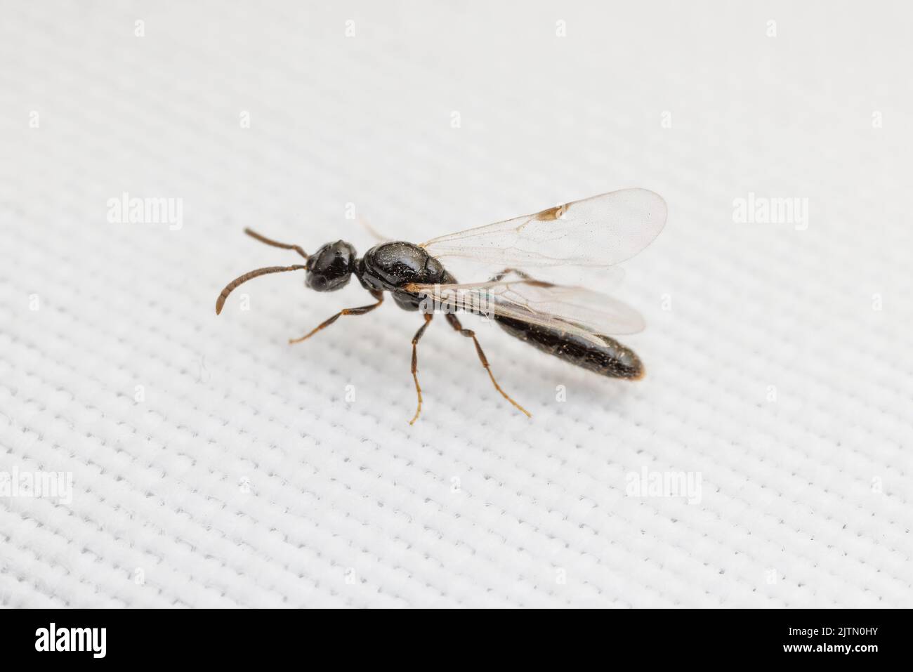 Acanthostichus hi-res stock photography and images - Alamy