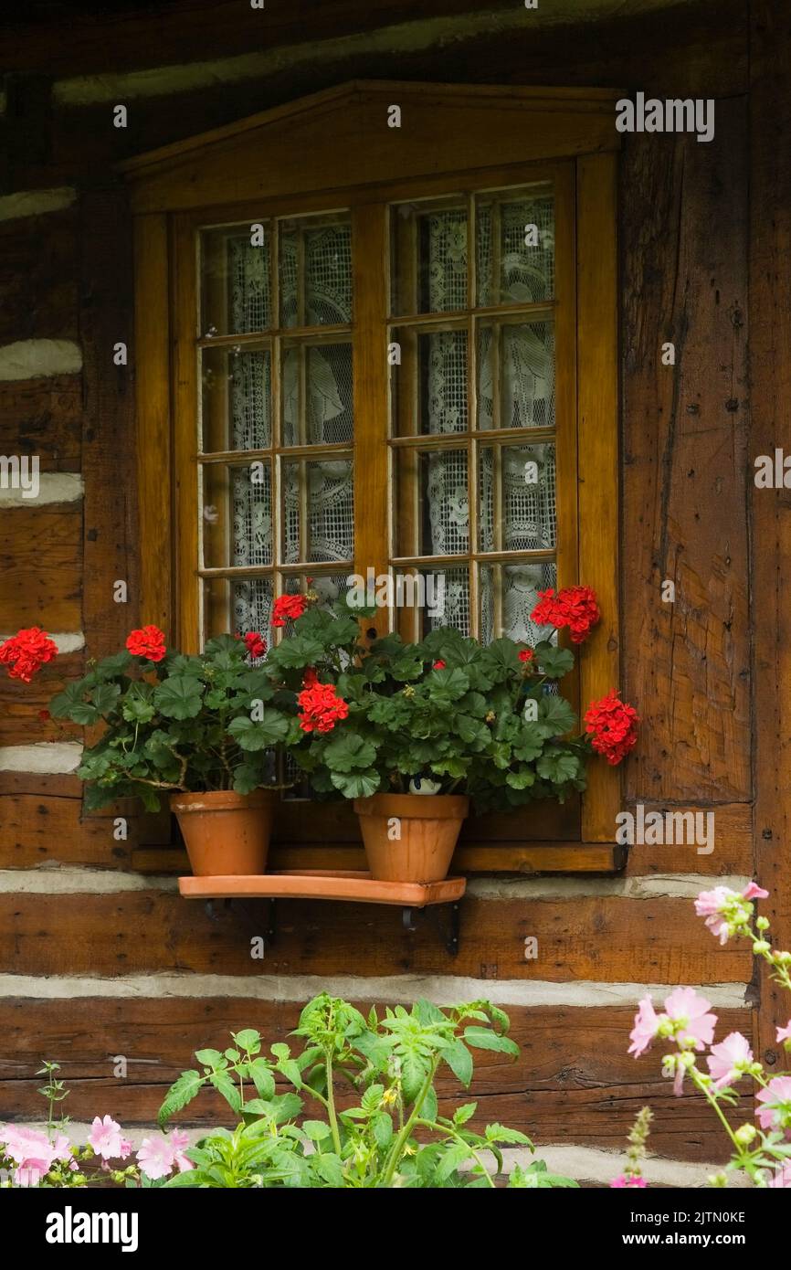 Potted red Pelargonium - Geranium flowers on shelf outdoors in front of ...