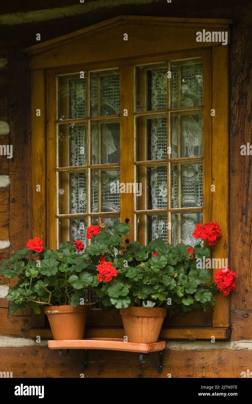 Potted red Pelargonium - Geranium flowers on shelf outdoors in front of ...