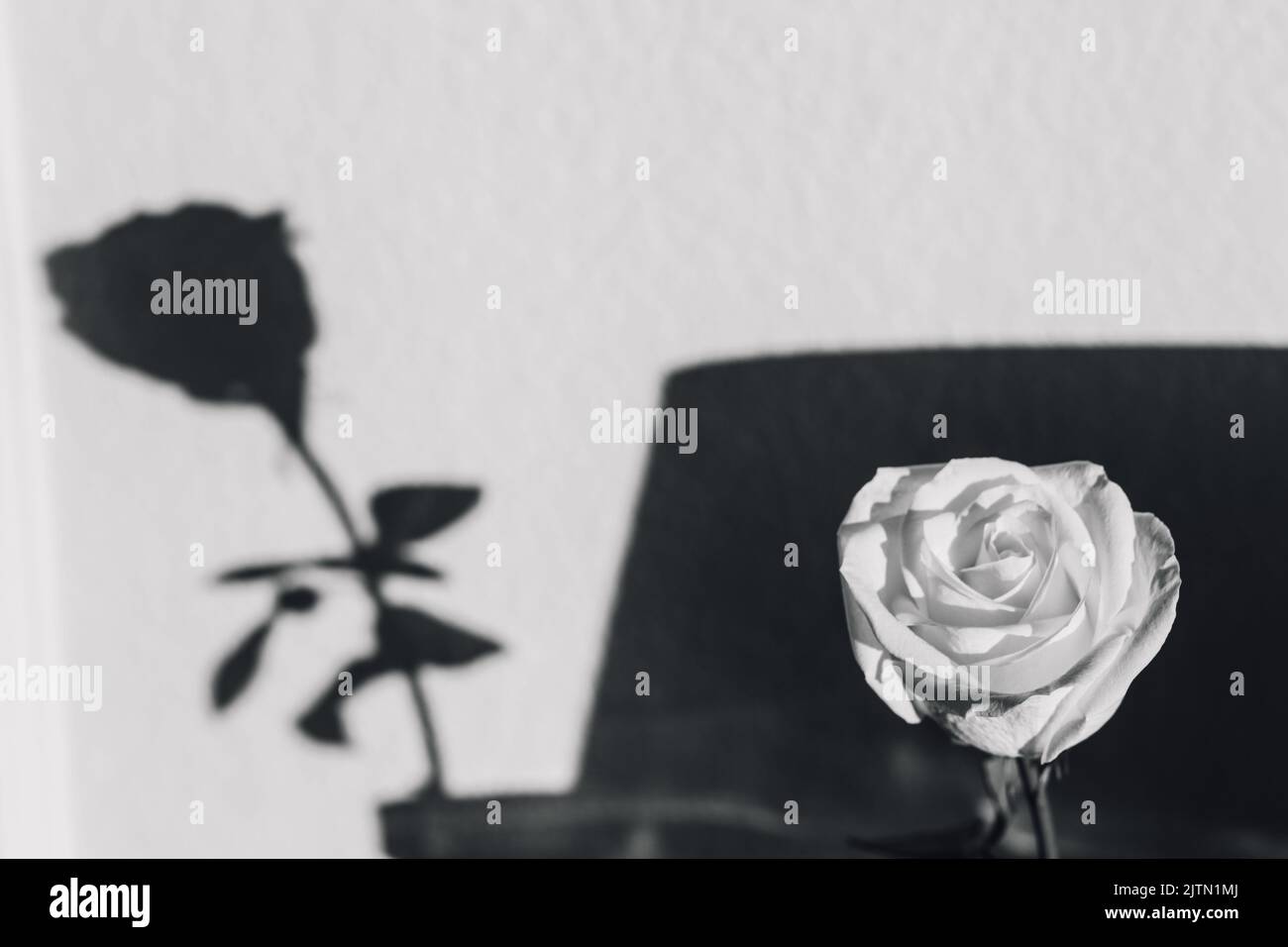 single white rose in vase with black shadow Stock Photo - Alamy