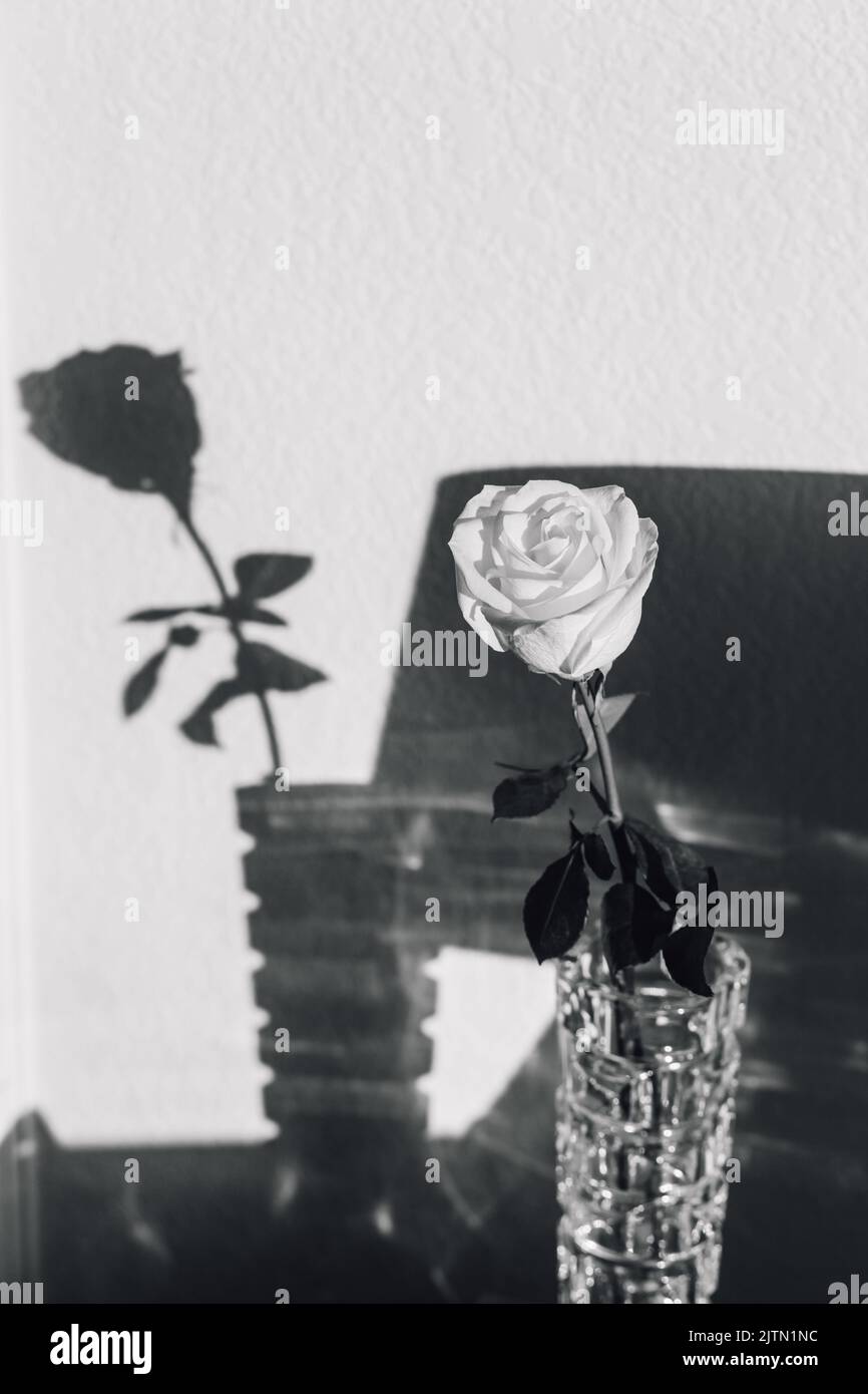 single white rose in vase with black shadow Stock Photo - Alamy