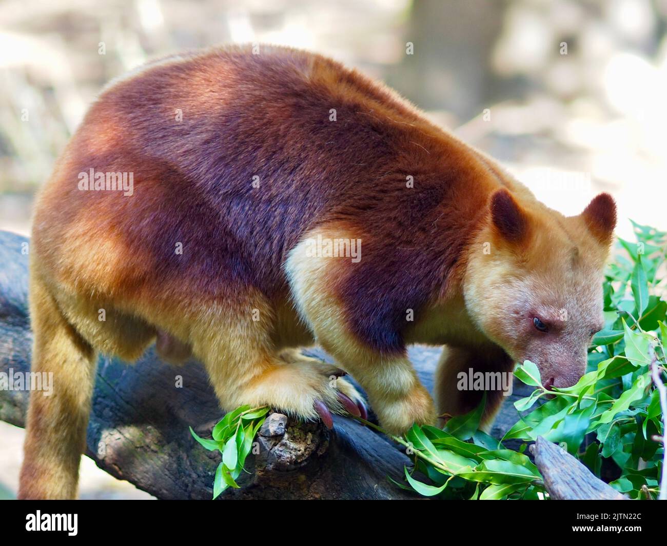 Active energetic male Goodfellow's Tree-Kangaroo in outstanding beauty ...