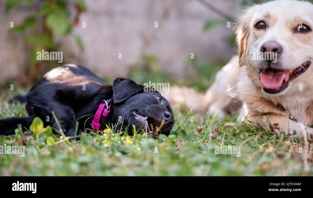Adorable black labrador retriever puppy playfully looking at her dog ...
