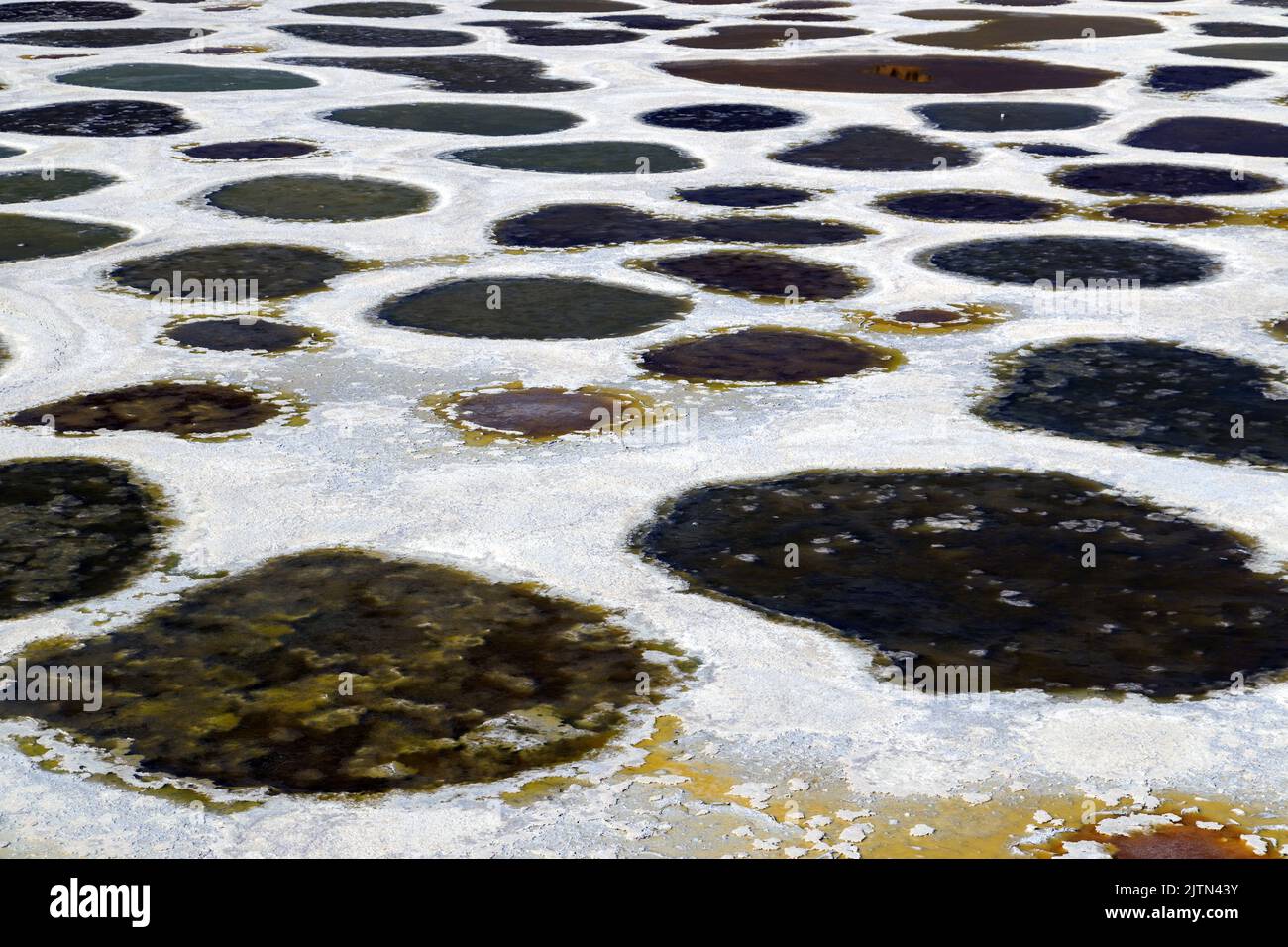 Spotted Lake is a saline endorheic alkali lake located northwest of ...
