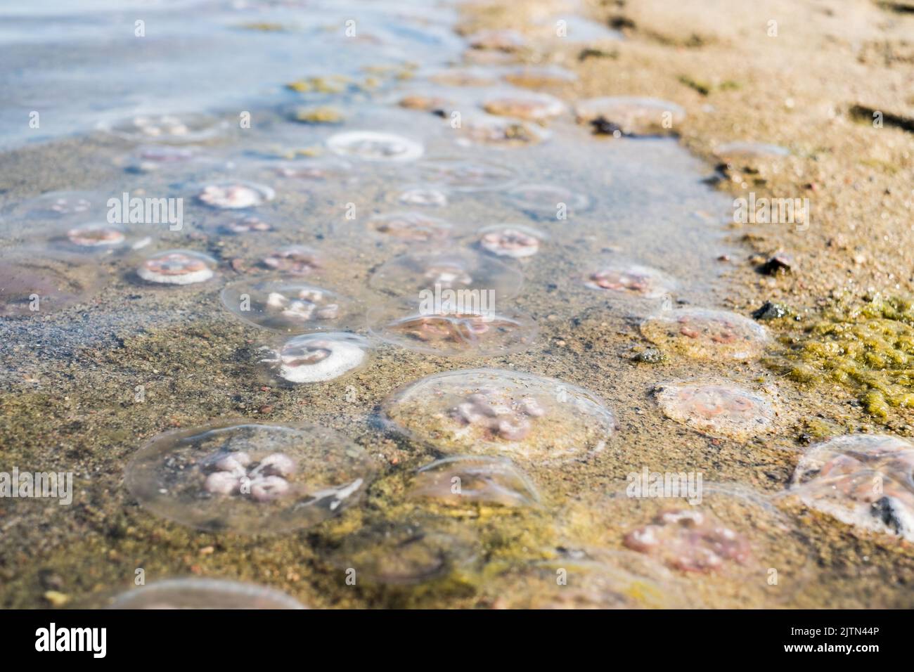 Lots of jellyfish washed up on a beach of Baltic Sea Stock Photo - Alamy
