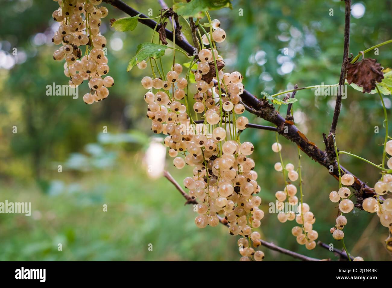 White berry bush hi-res stock photography and images - Alamy
