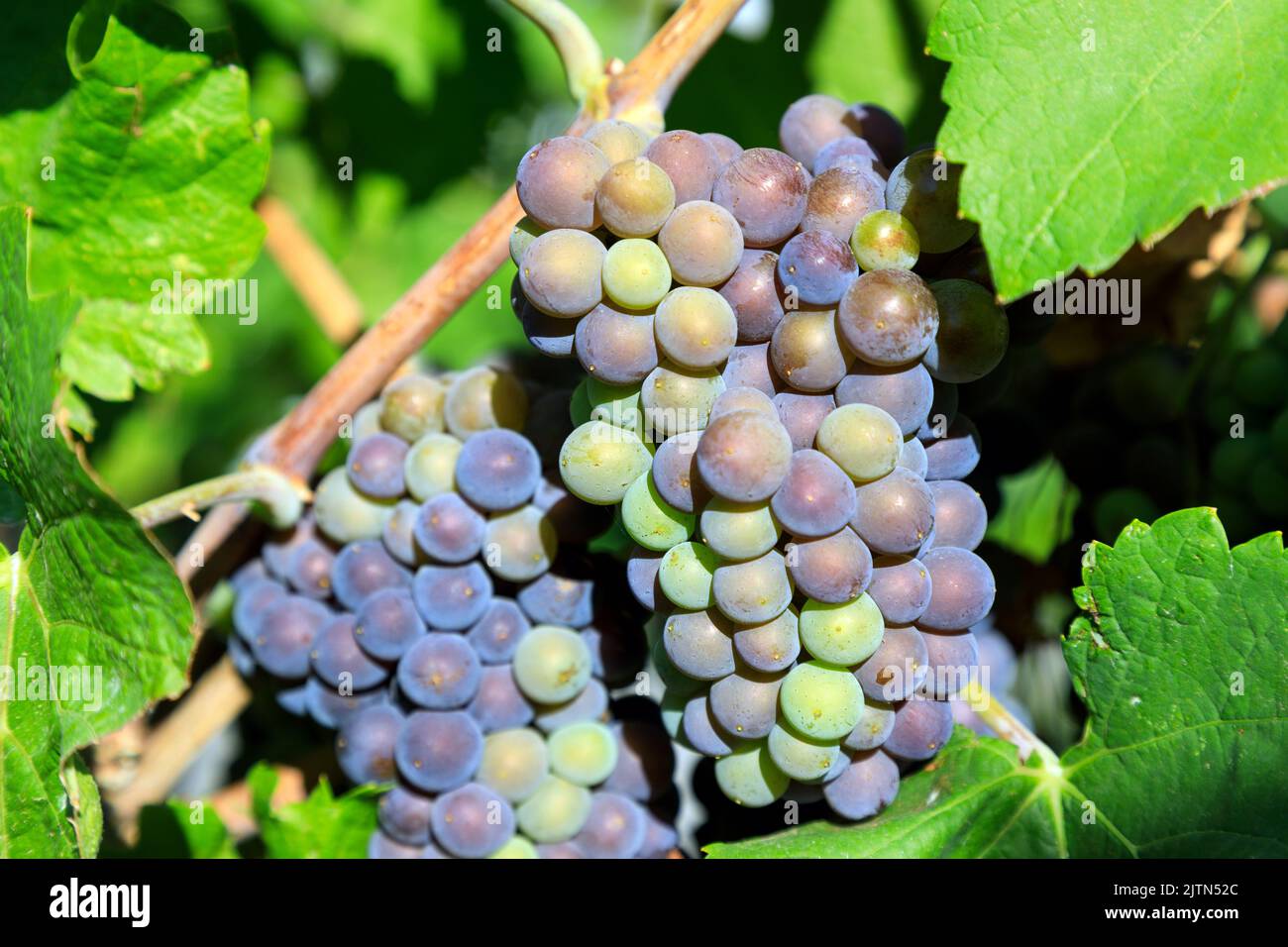 In viticulture, veraison is the onset of the ripening of the grapes ...