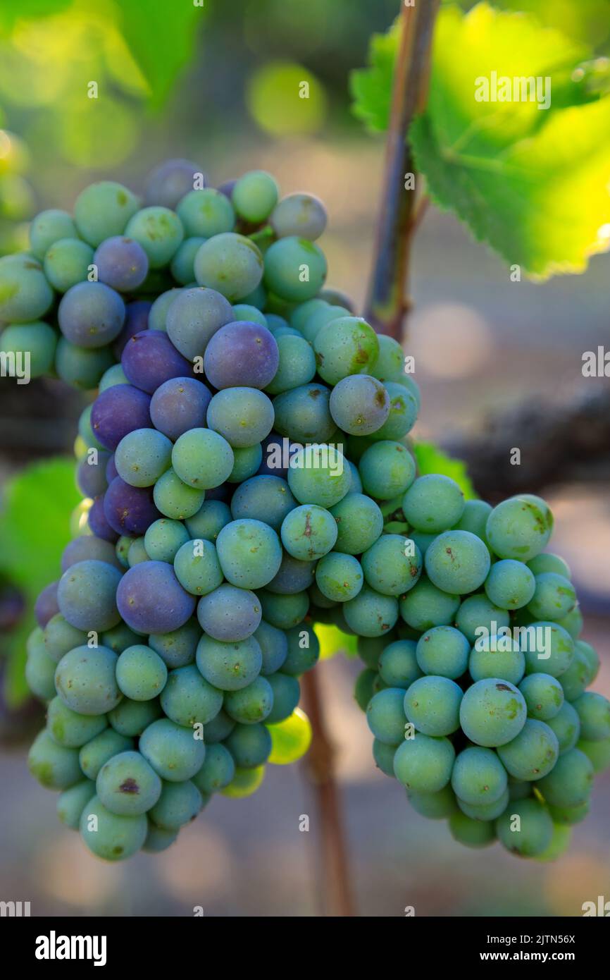 In viticulture, veraison is the onset of the ripening of the grapes ...