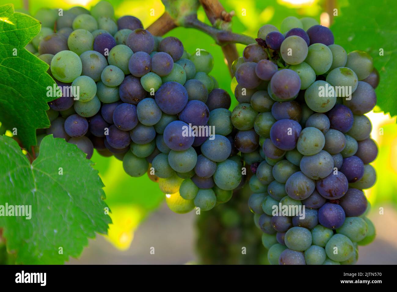 In viticulture, veraison is the onset of the ripening of the grapes ...