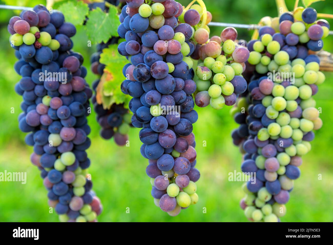 In viticulture, veraison is the onset of the ripening of the grapes ...