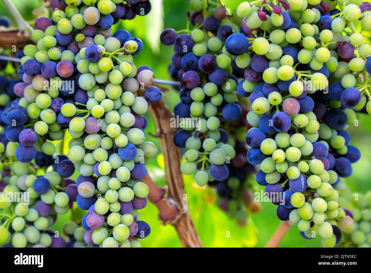 In viticulture, veraison is the onset of the ripening of the grapes ...
