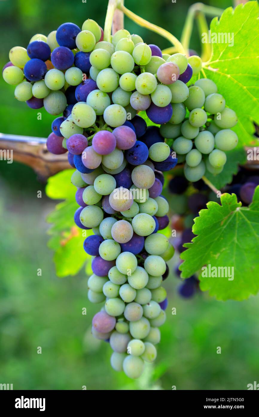 In viticulture, veraison is the onset of the ripening of the grapes ...