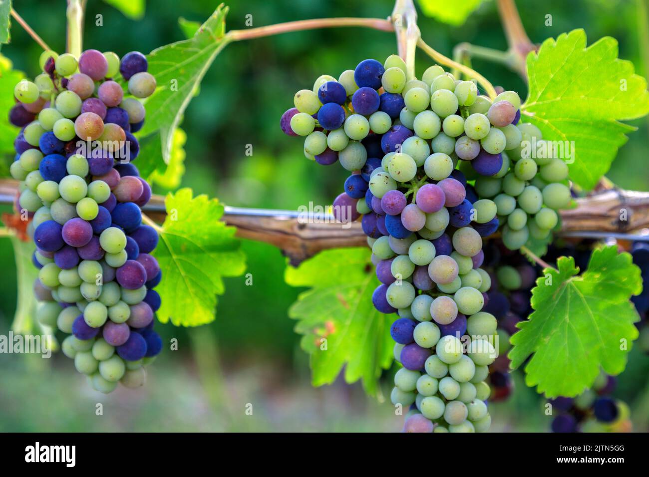 In viticulture, veraison is the onset of the ripening of the grapes ...