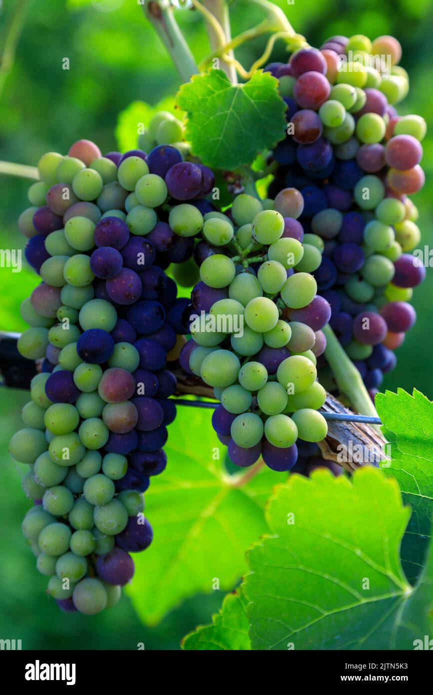 In viticulture, veraison is the onset of the ripening of the grapes ...