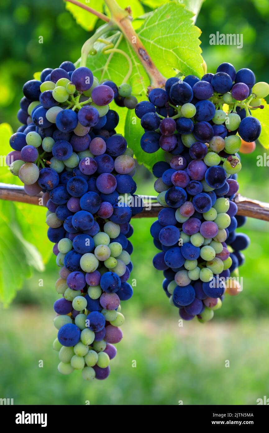 Shiraz grape hi-res stock photography and images - Alamy