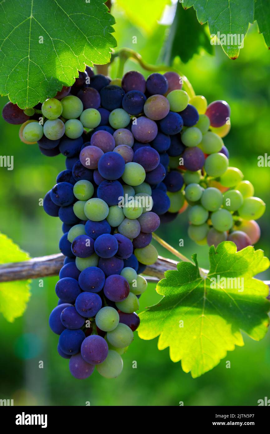 In viticulture, veraison is the onset of the ripening of the grapes ...