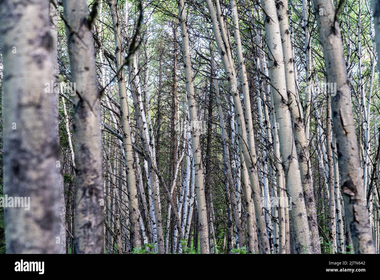 Birch trees as far as the eye can see, useful for backgrounds Stock ...